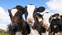 Animal Health | Southern Humates